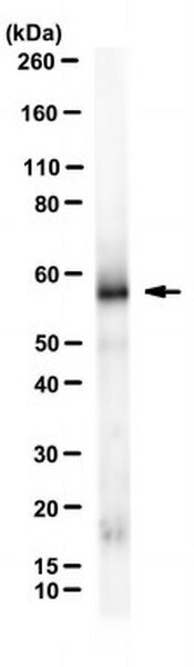 Anti-EBV LMP1 Antibody, clone S12 | MABF2248-100UG